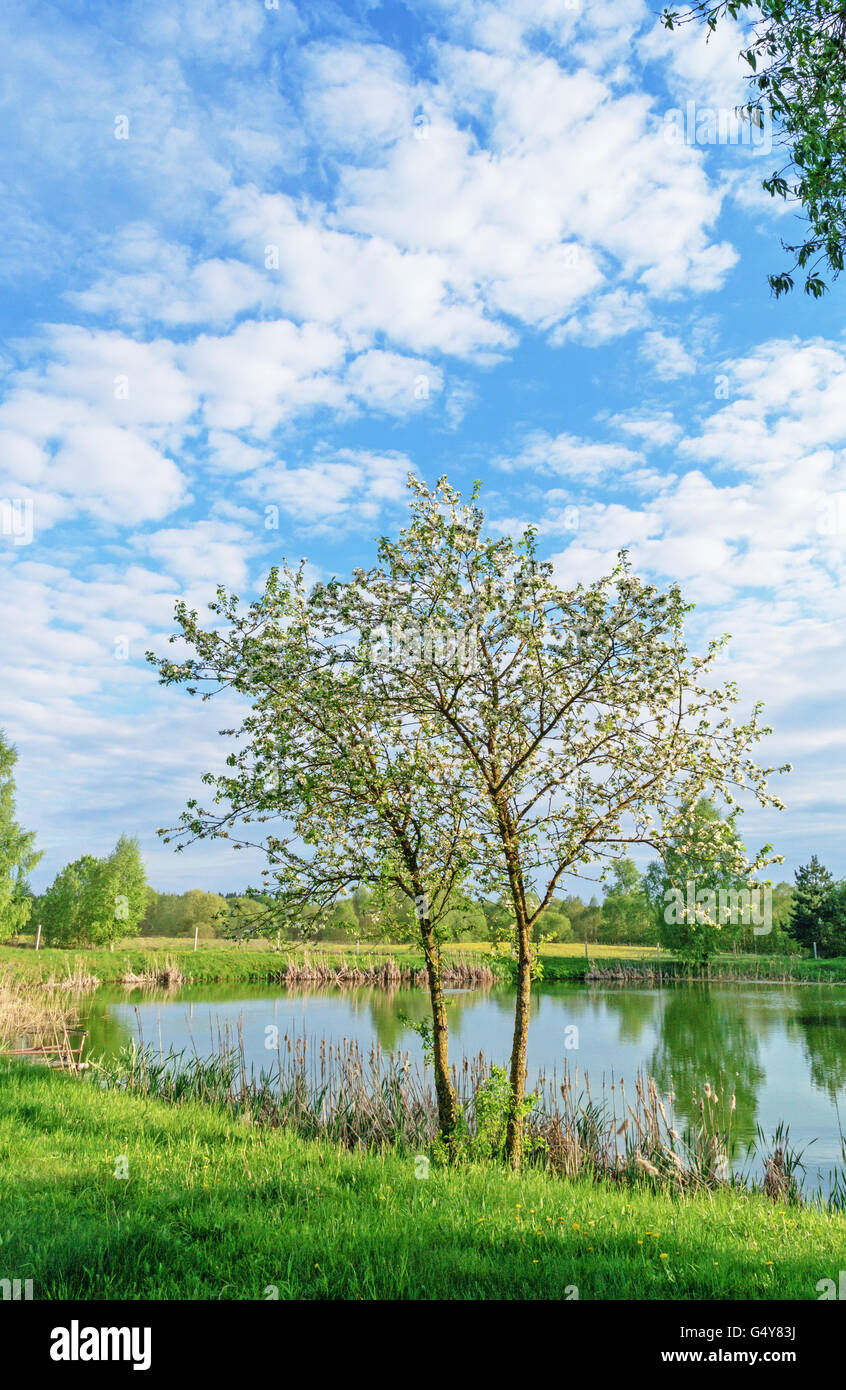 Spring landscape with pond and trees Stock Photo - Alamy