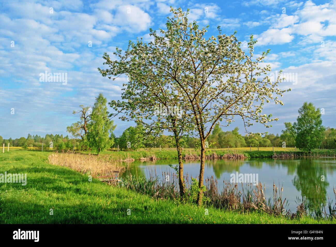 Spring landscape with pond and trees Stock Photo - Alamy