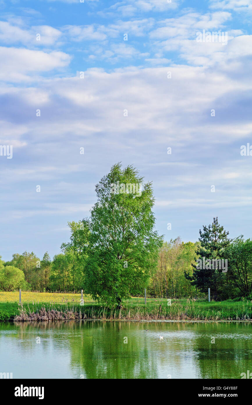Spring landscape with pond and trees Stock Photo - Alamy