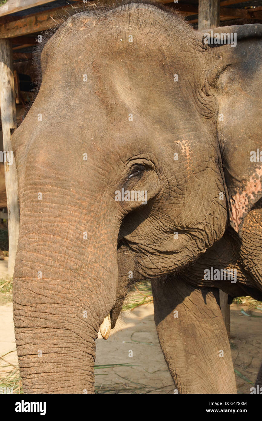 Working elephant, Laos, South East Asia Stock Photo - Alamy