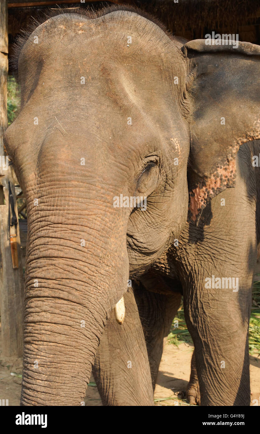 Working elephant, Laos, South East Asia Stock Photo - Alamy