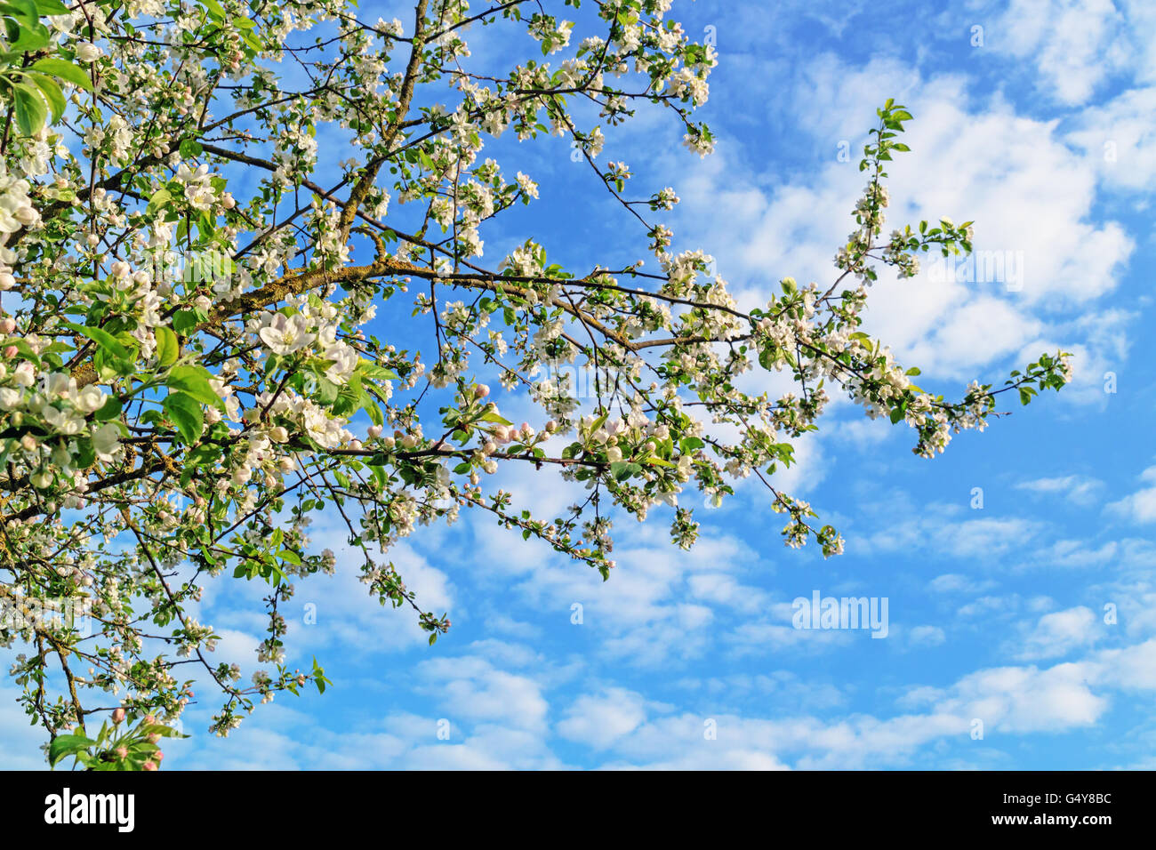 Spring garden tree flowers and blue sky Stock Photo - Alamy