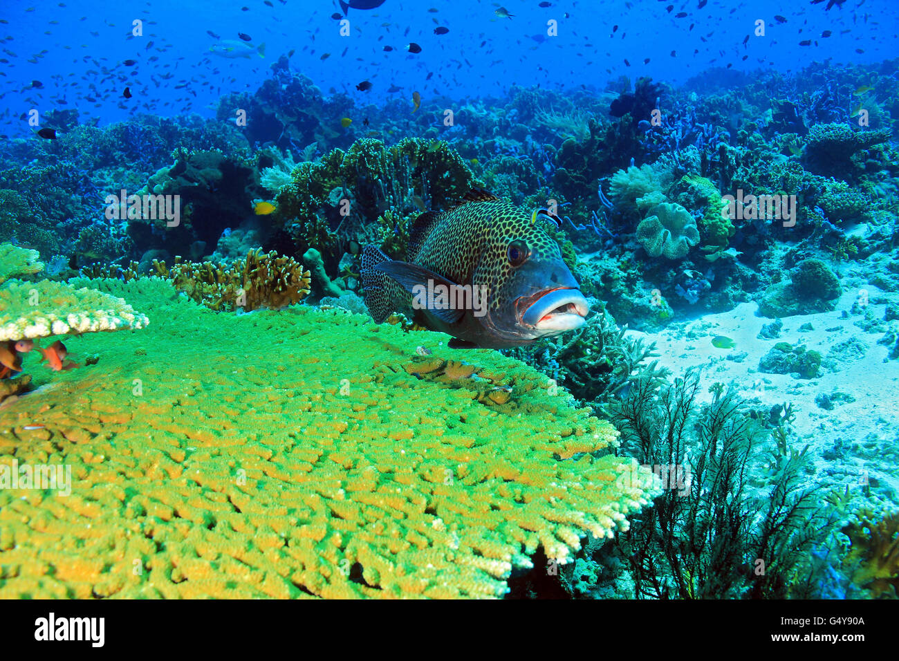 The Pristine and Colorful Coral Reefs of Komodo, Indonesia Stock Photo ...