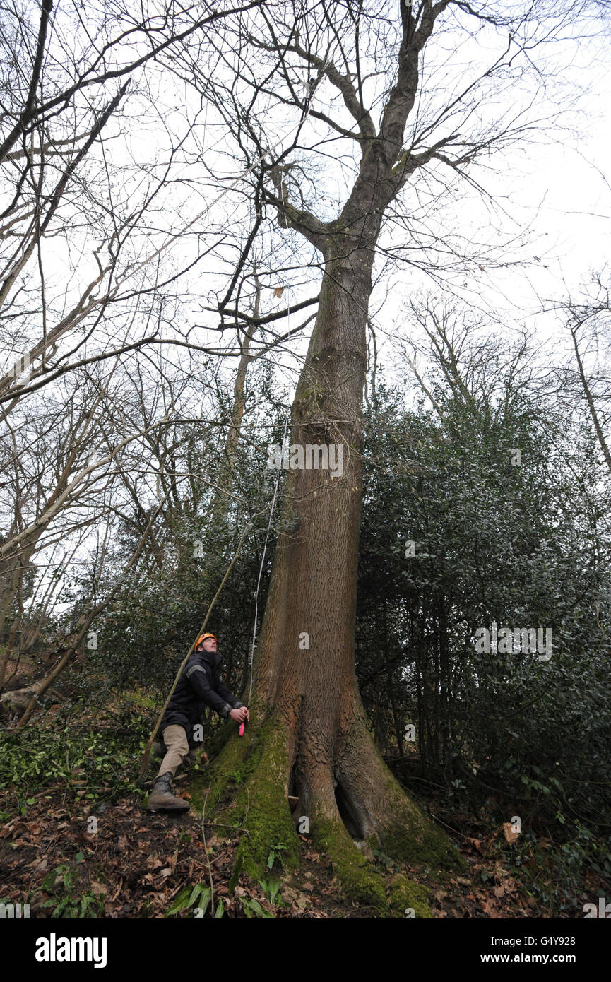 UK's tallest Norway Maple tree Stock Photo - Alamy