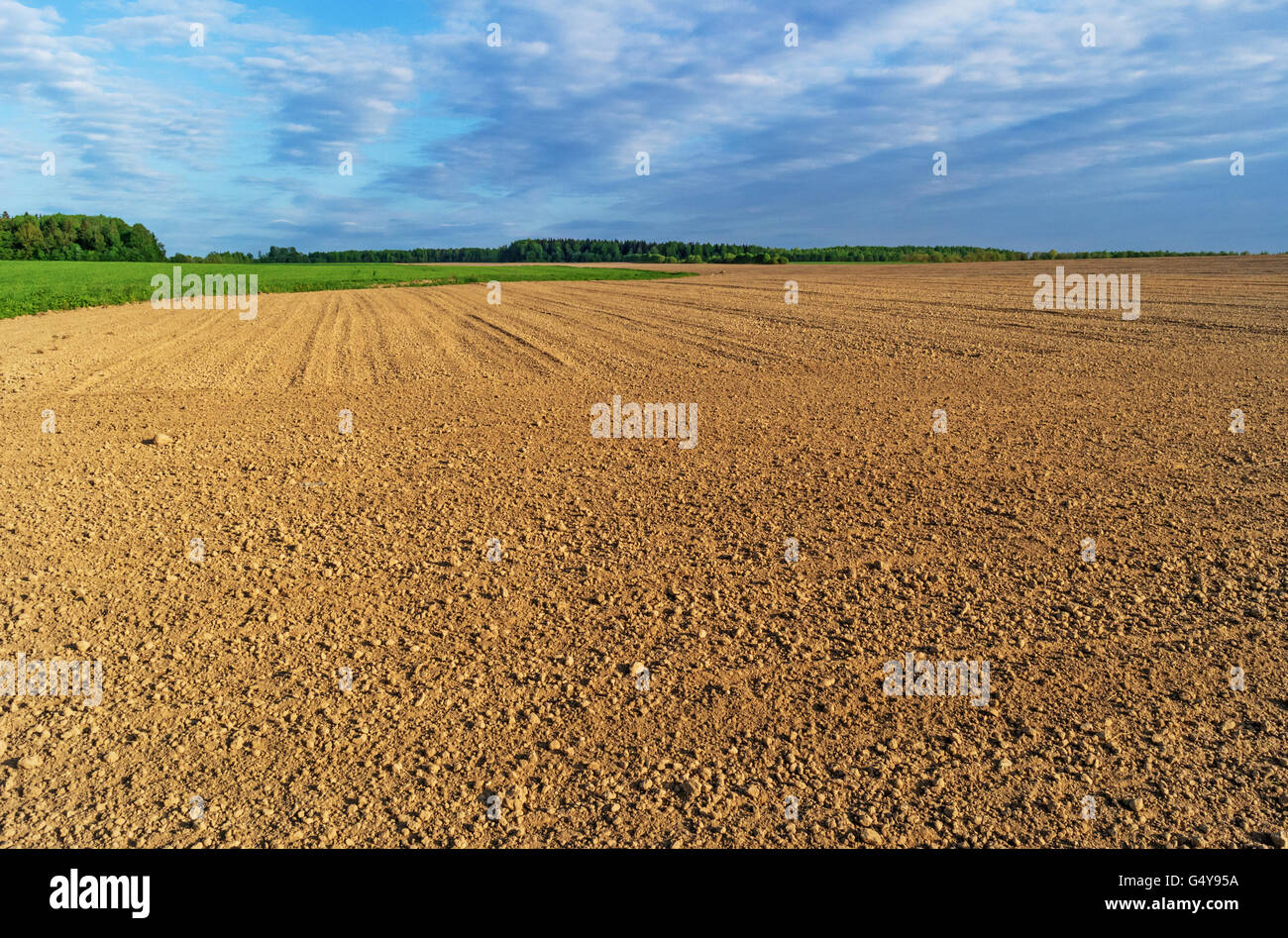 Rest harrow sand hi-res stock photography and images - Alamy