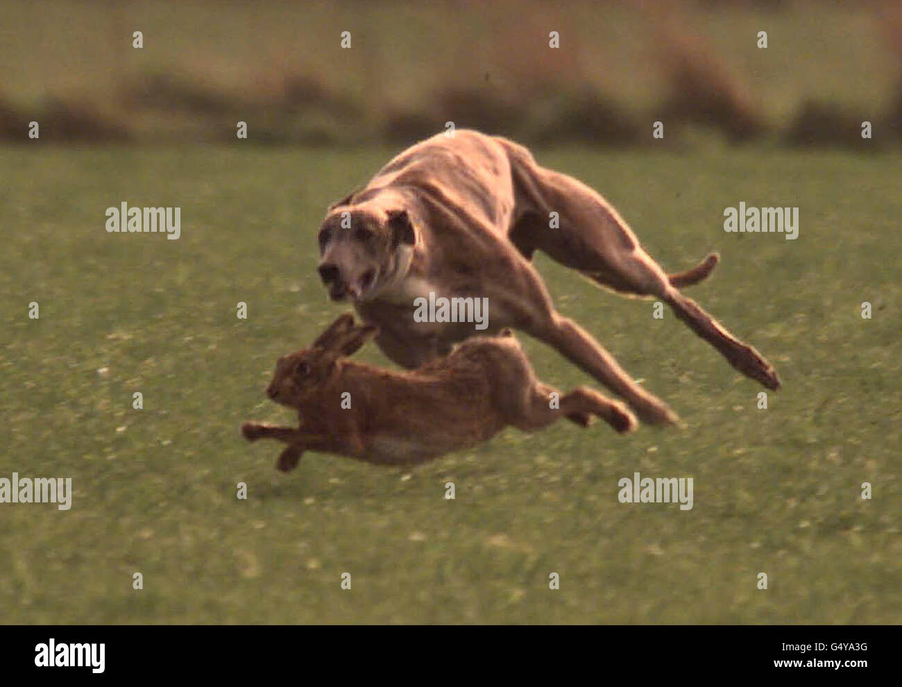 Waterloo cup hare hi-res stock photography and images - Alamy