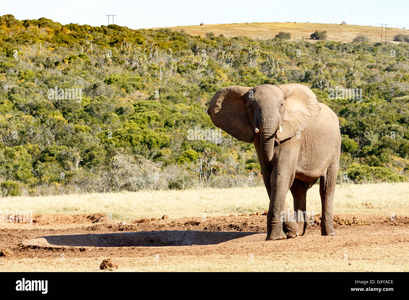 African Bush Elephant Stock Photo - Alamy