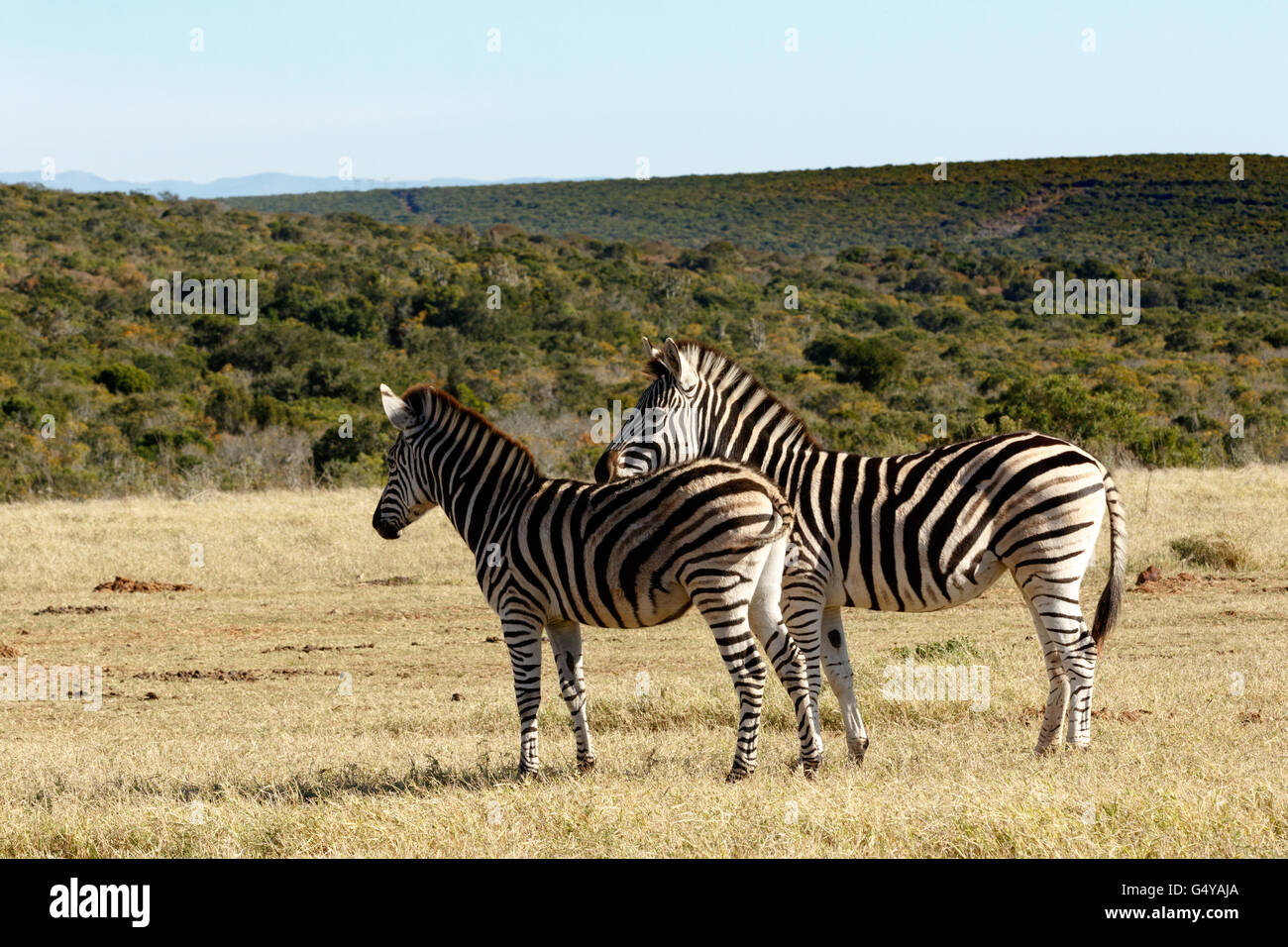 Yes it is BIG - Zebra is a southern subspecies of the plains zebra. It ...