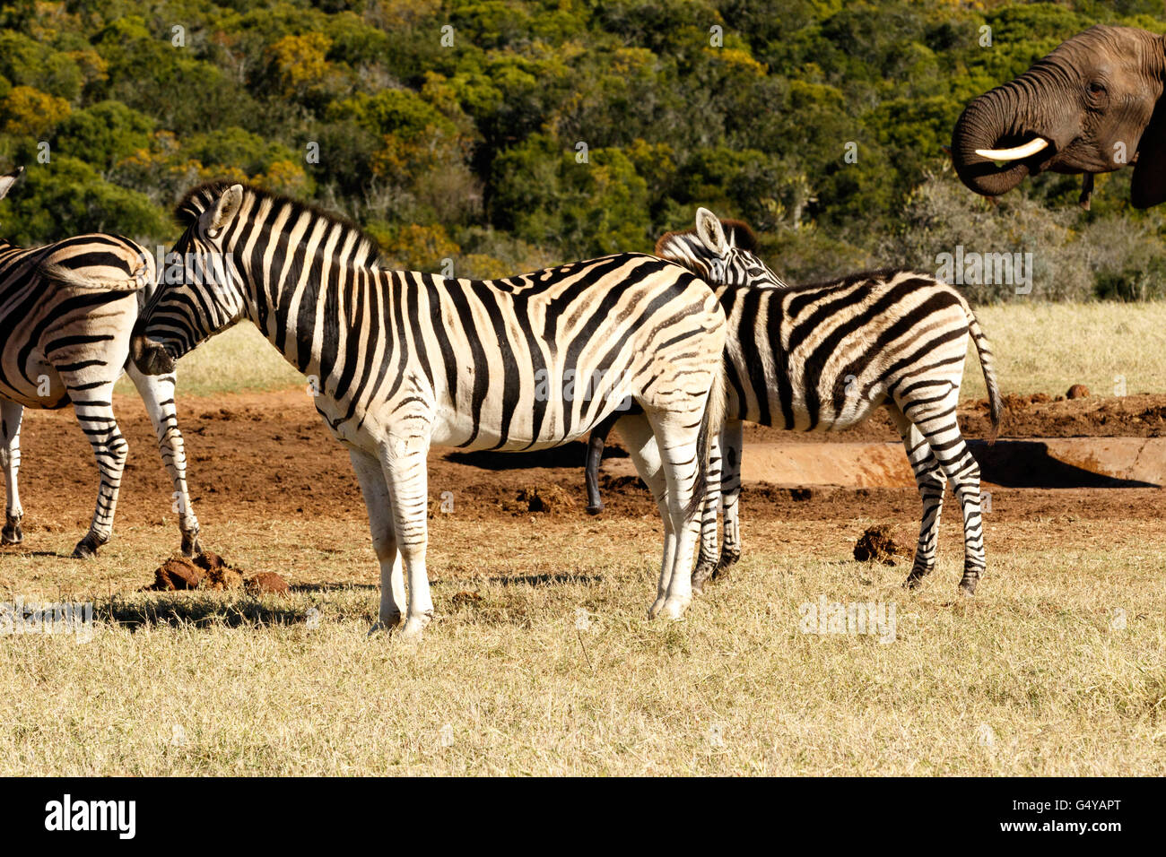 Yes it is BIG - Zebra is a southern subspecies of the plains zebra. It ...