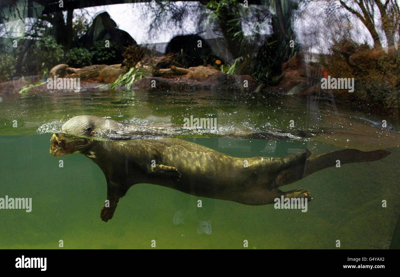 Chester zoo otter hi-res stock photography and images - Alamy
