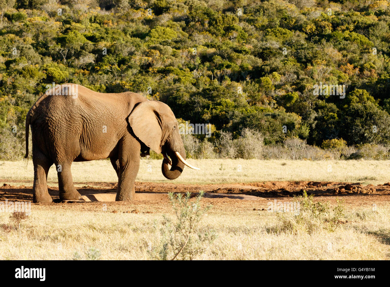 African Bush Elephant Stock Photo - Alamy