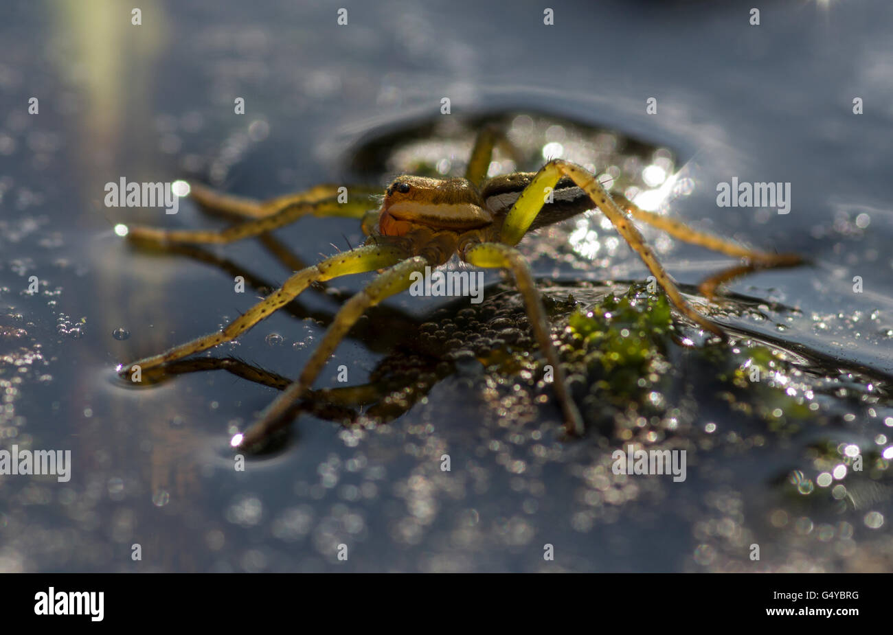 Black spider fishing hi-res stock photography and images - Alamy