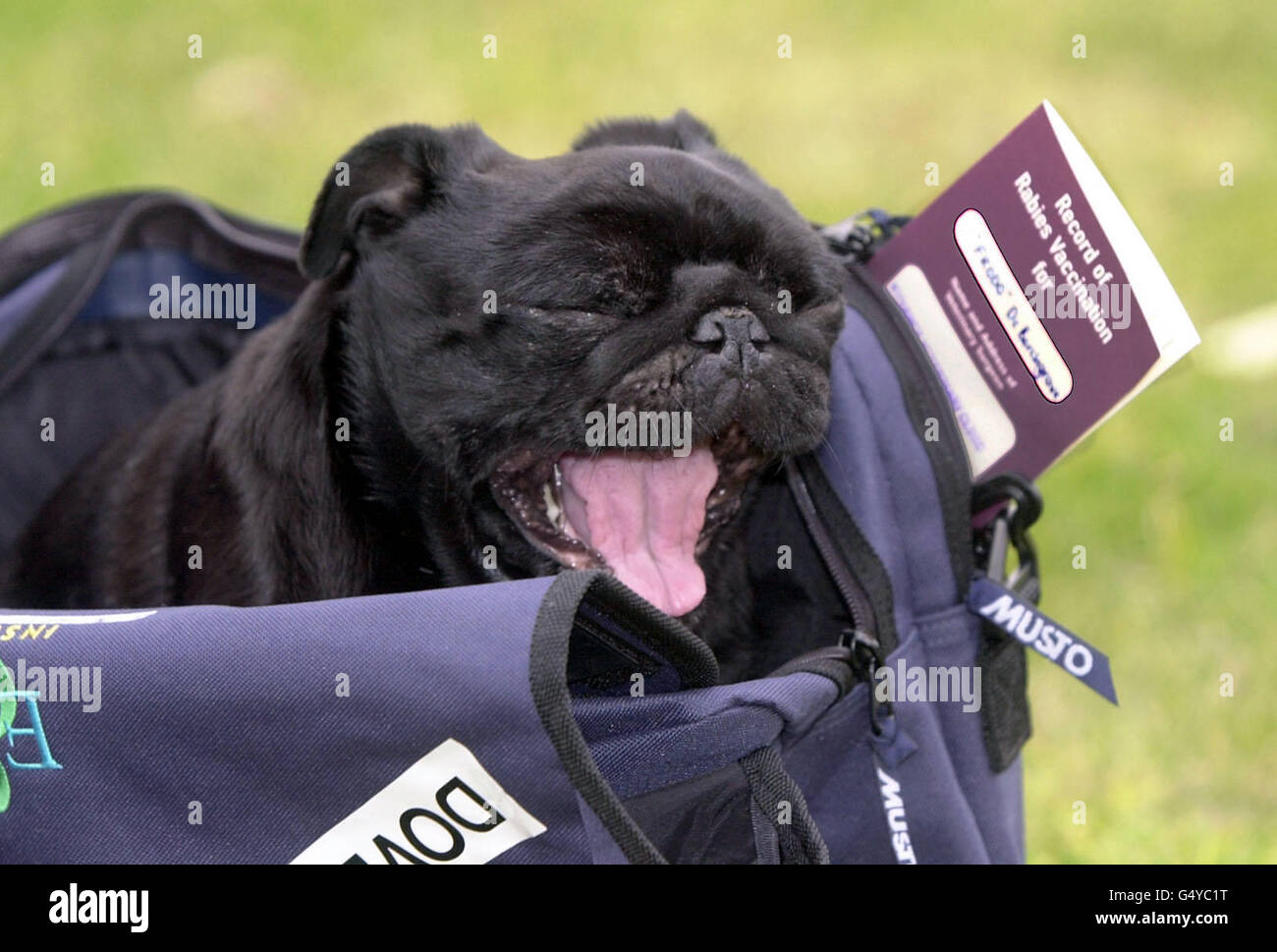 Frodo Baggins the pug yawns while waiting at the Copthorne Coquelles ...