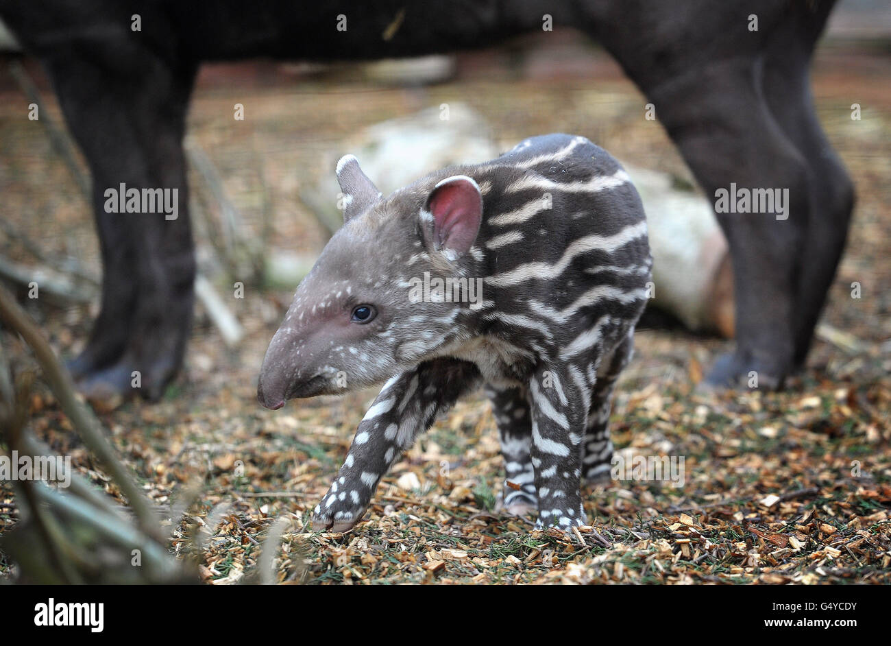 Baby Tapir at Paignton Zoo Stock Photo - Alamy