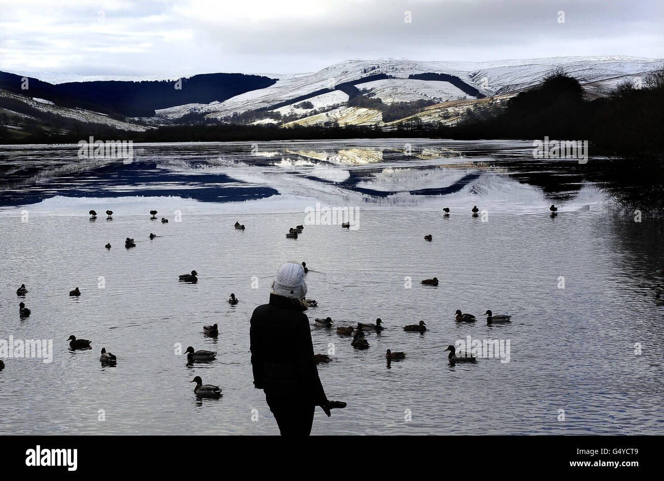 The part frozen surface of Lake Semer water reflects the snow covered ...