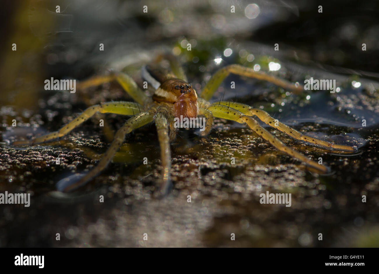Fishing spiders hi-res stock photography and images - Alamy