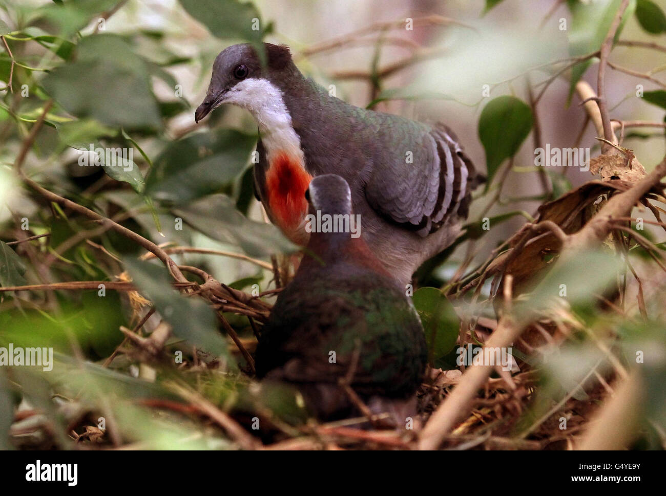 Bleeding heart pigeon Stock Photo - Alamy
