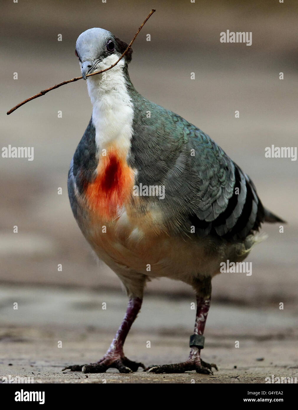 News animals pigeon hi-res stock photography and images - Alamy