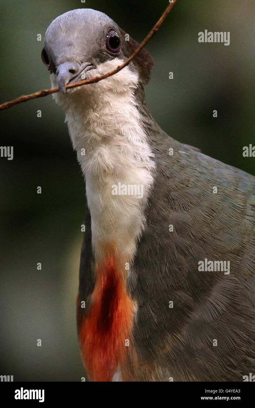 Bleeding heart pigeon Stock Photo - Alamy