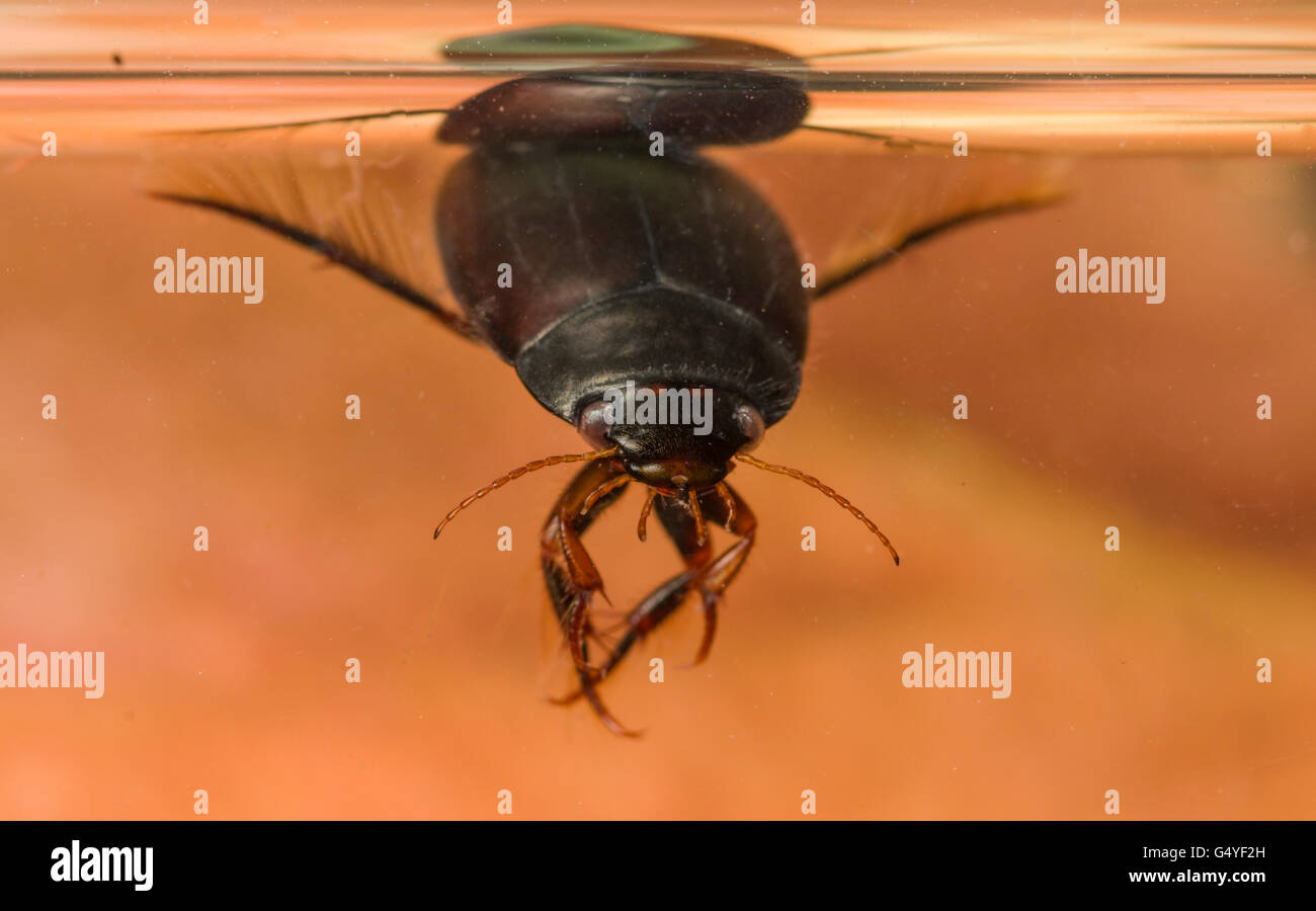 Agabus bipustulatus Dytiscidae diving beetle under water Stock Photo ...