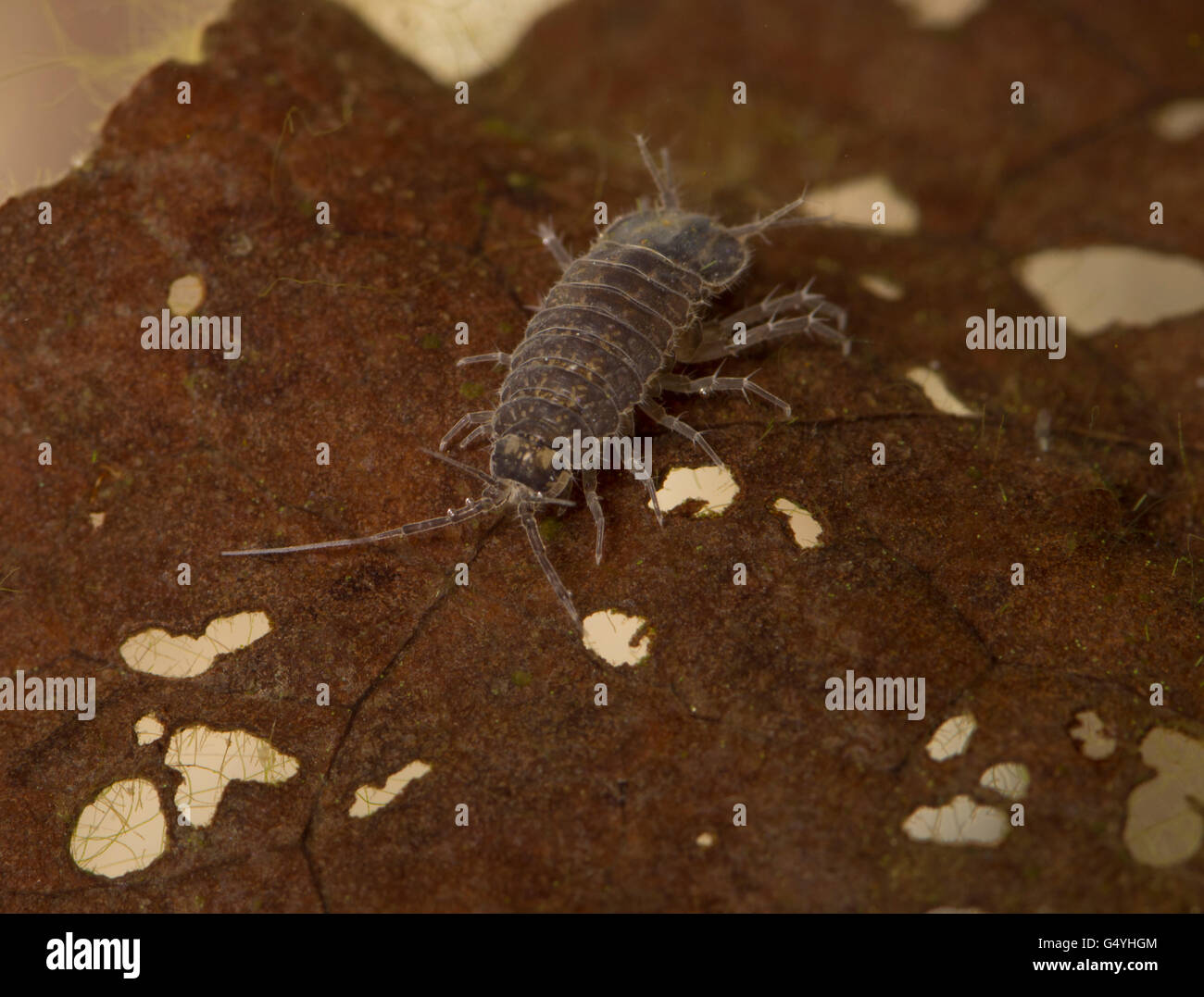 Water Louse Asellus Aquaticus High Resolution Stock Photography and ...