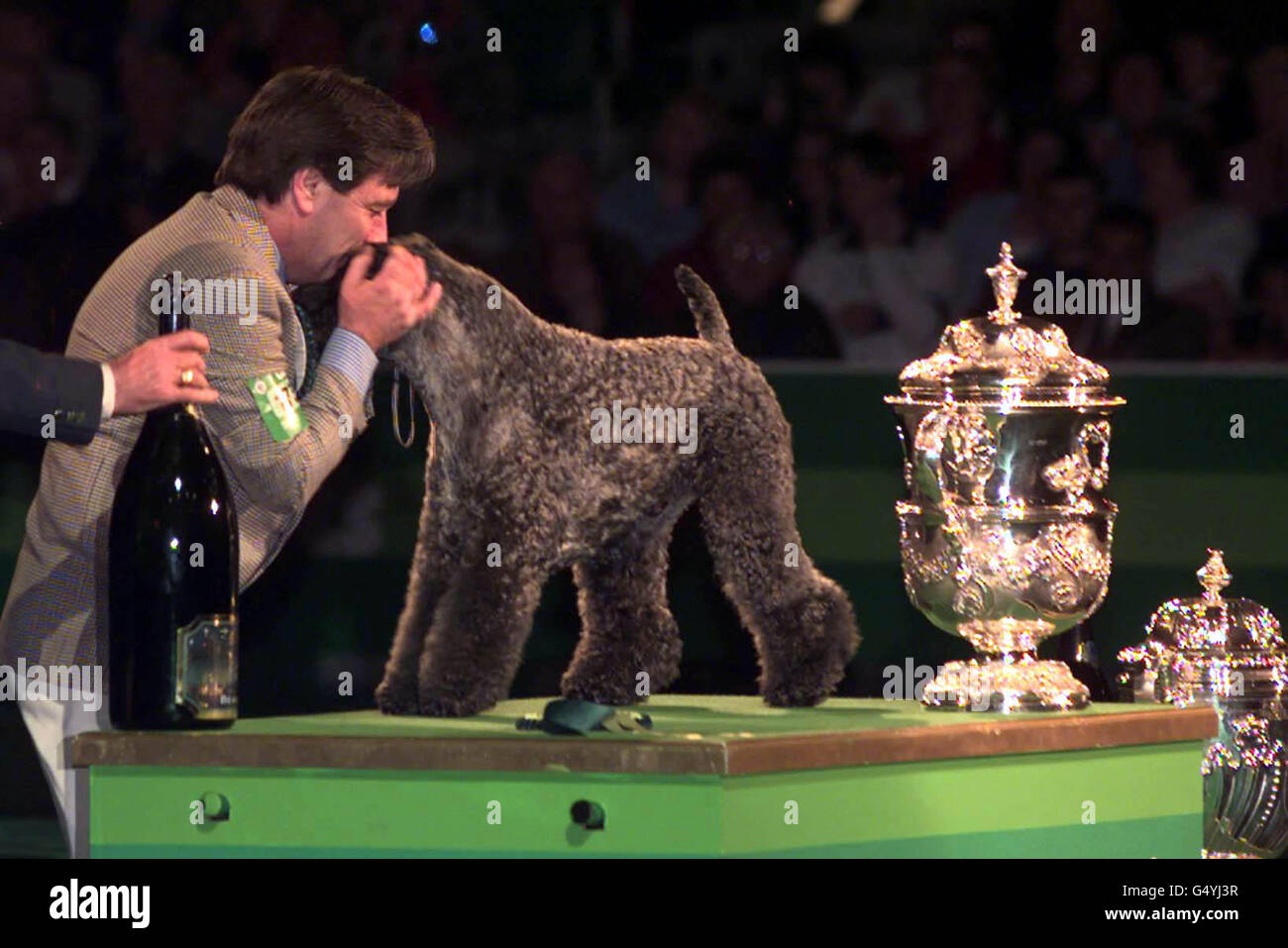 Crufts best in show champion hi-res stock photography and images - Alamy