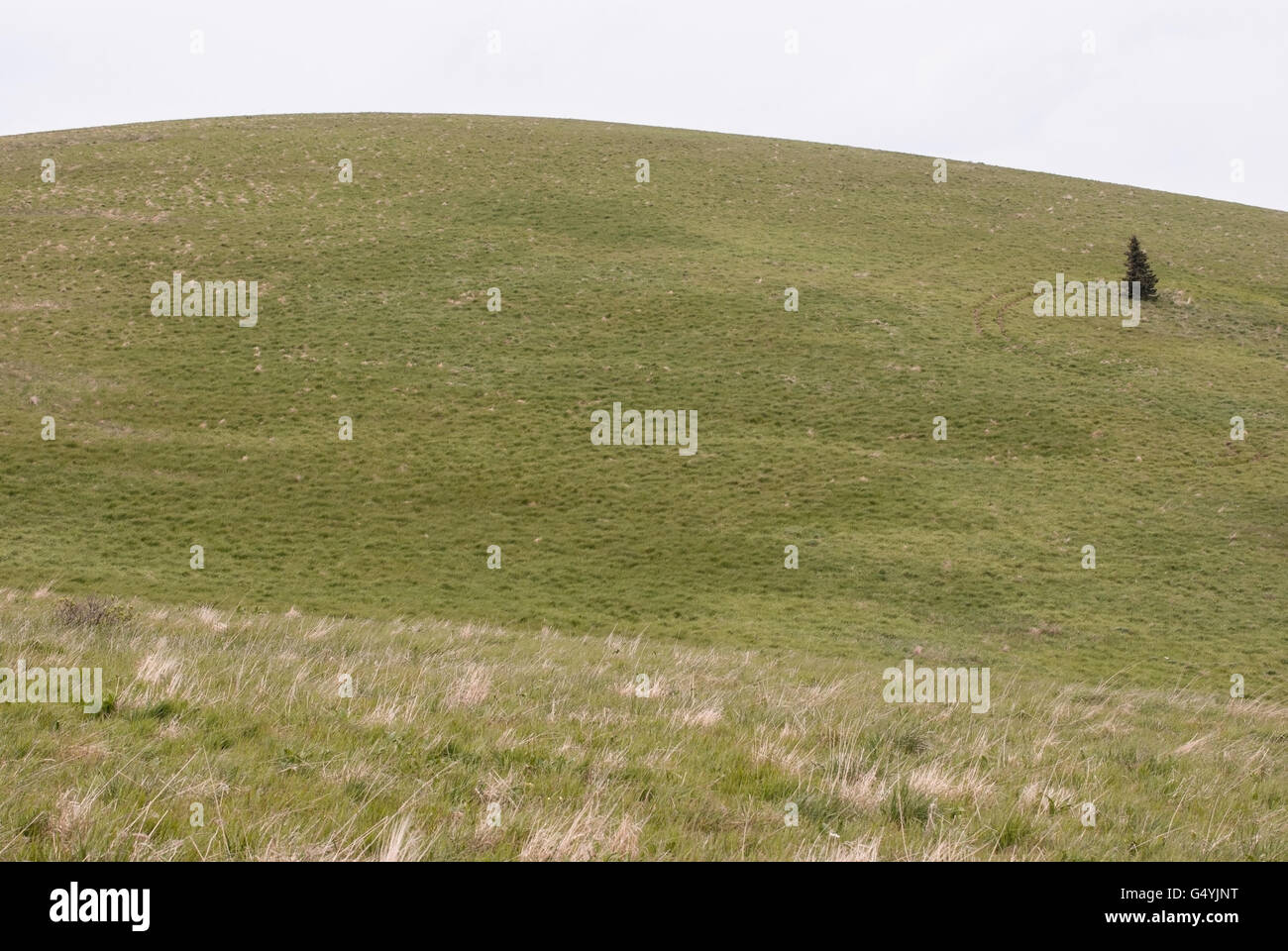 Landscape of tree only tree hi-res stock photography and images - Alamy
