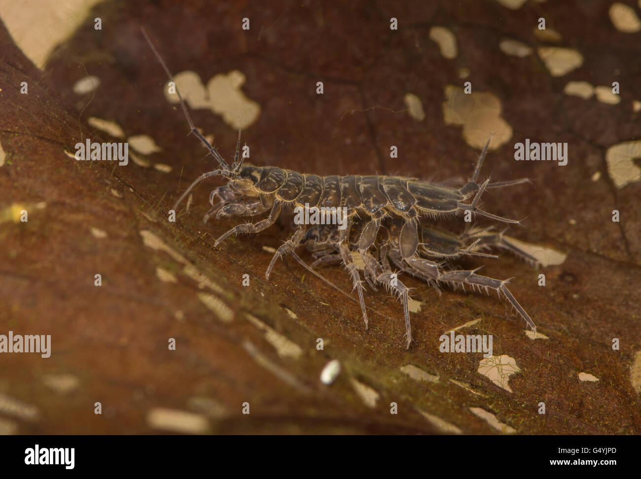 Body louse hi-res stock photography and images - Alamy