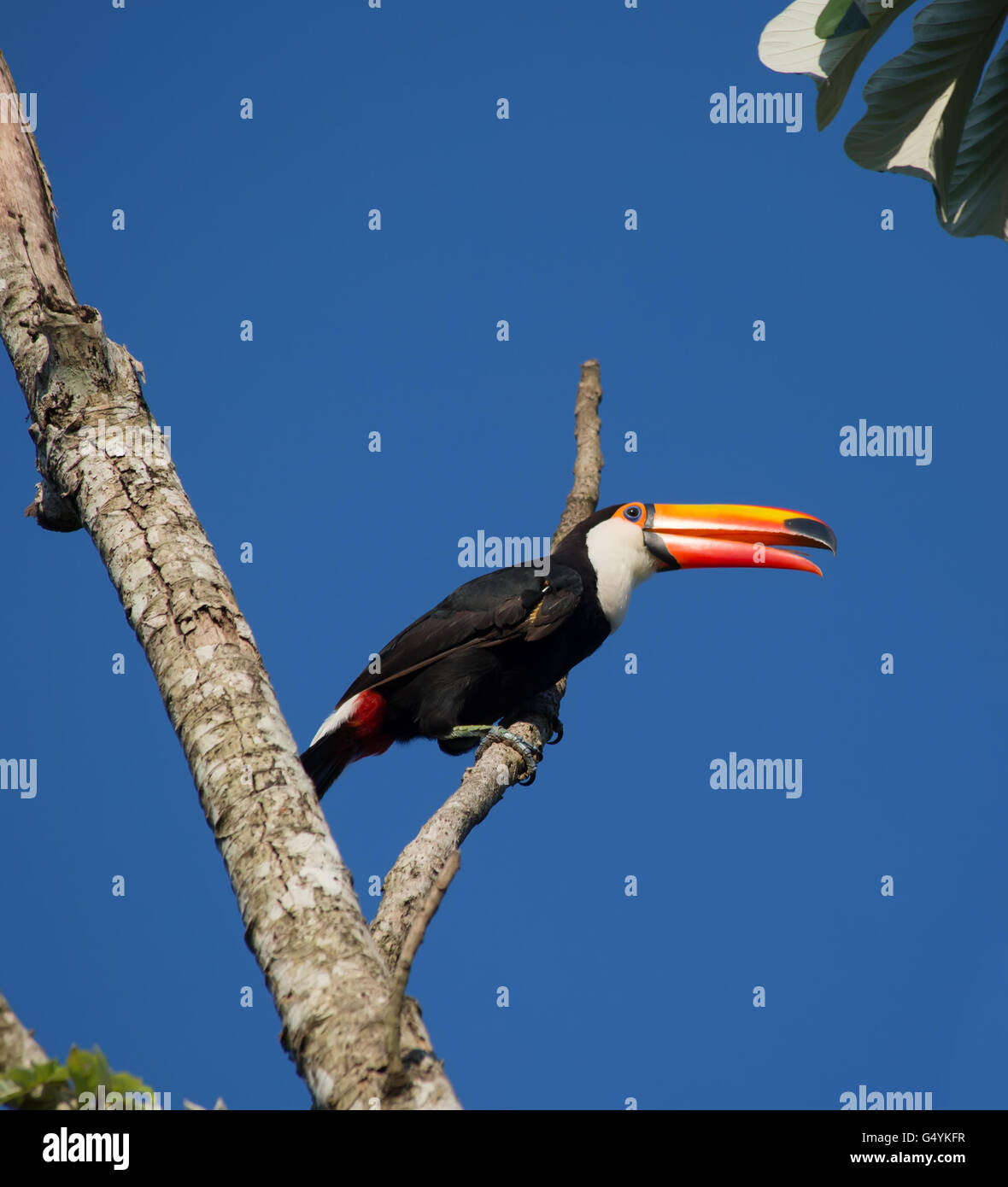 Colorful tucan in the wild Stock Photo - Alamy