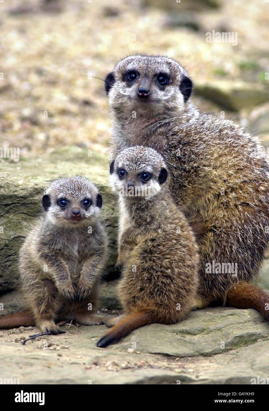 Animal zoo cute baby mother motherimages hi-res stock photography and ...