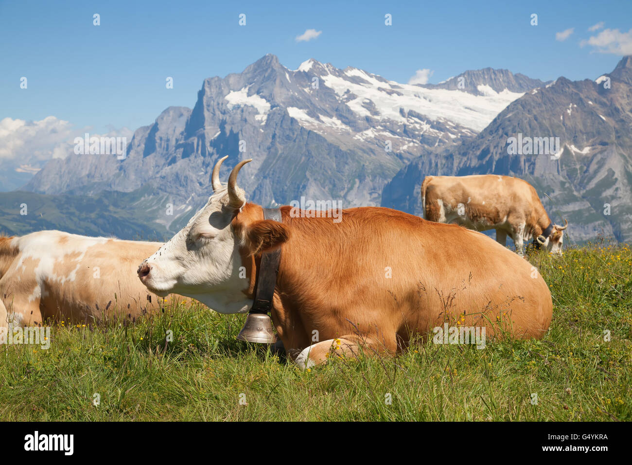 Swiss cow in the alps Stock Photo - Alamy