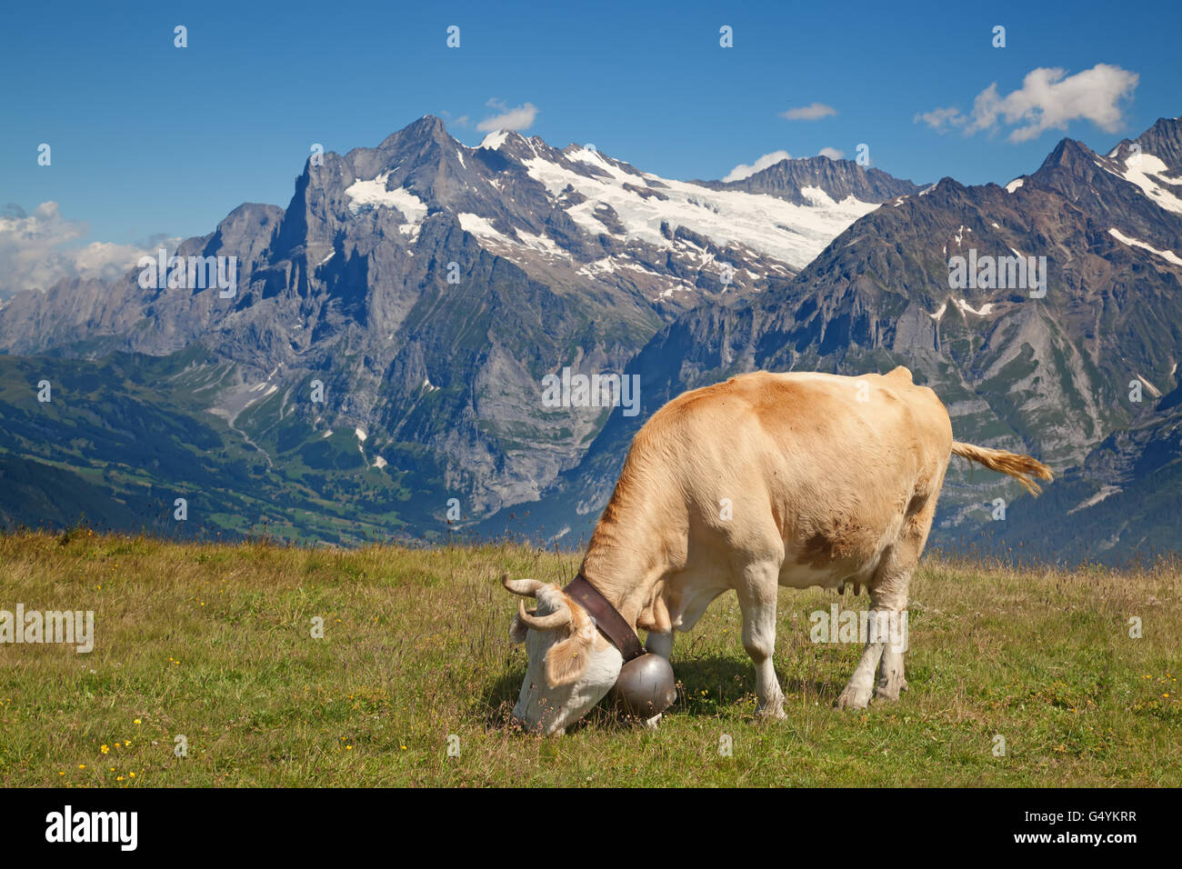 Swiss cow in the alps Stock Photo - Alamy