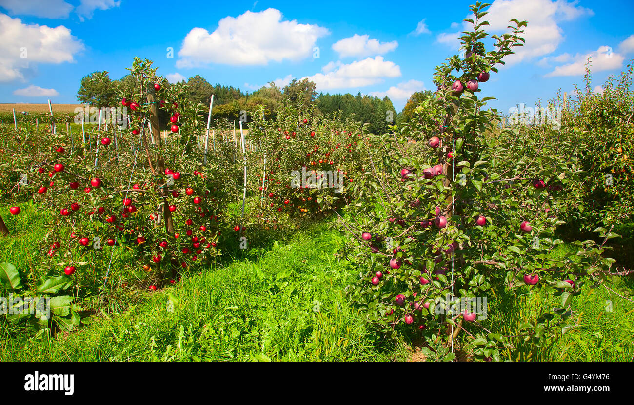 Apple garden full of riped red apples Stock Photo - Alamy