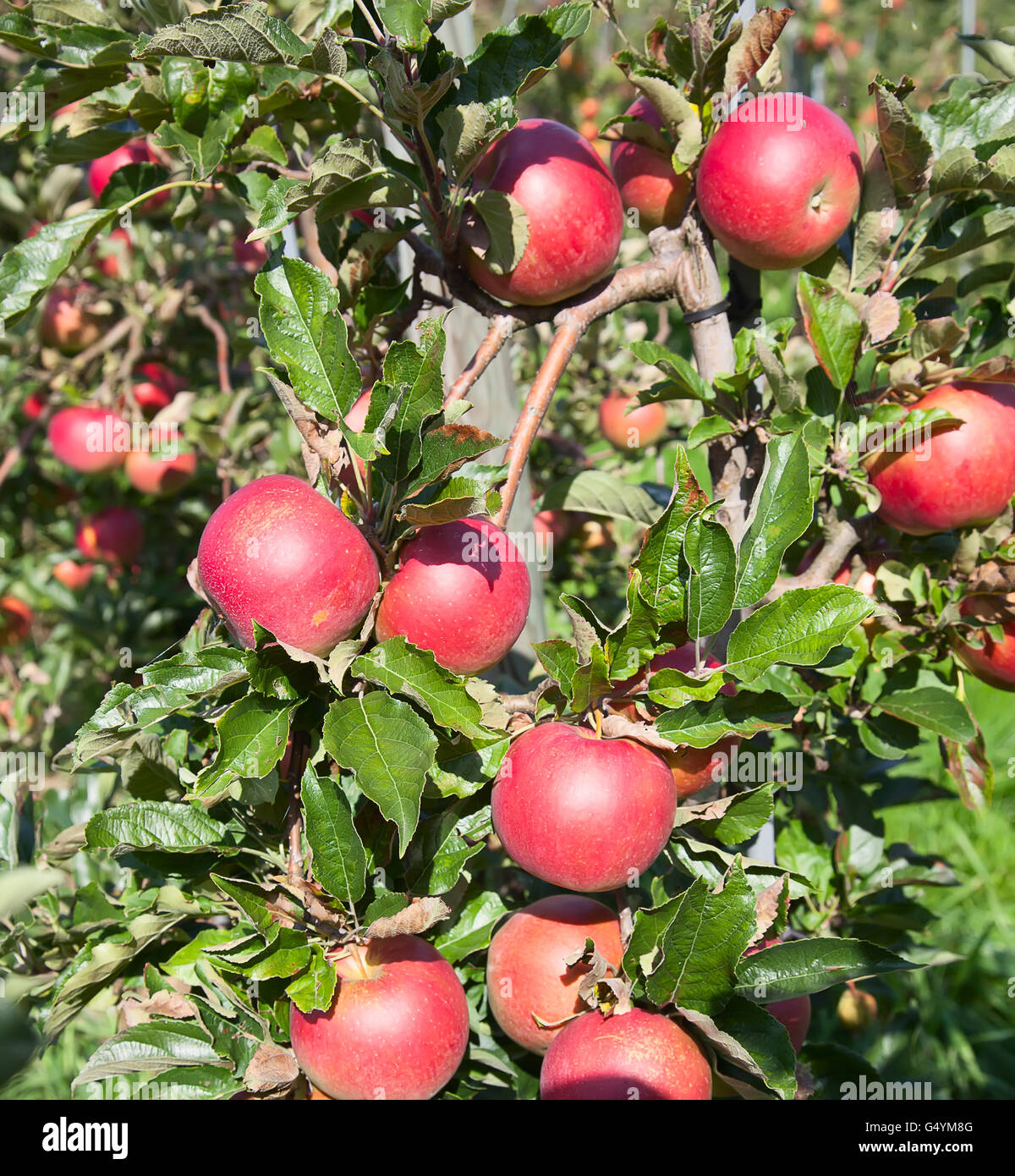 Apple garden full of riped red apples Stock Photo - Alamy