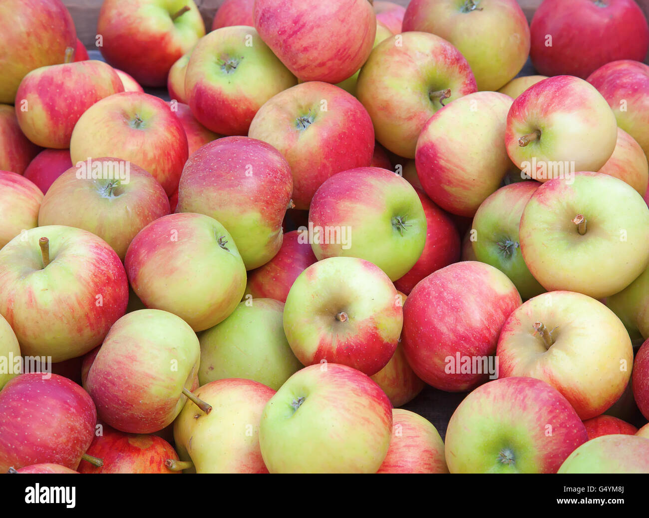 Apple garden full of riped red apples Stock Photo - Alamy