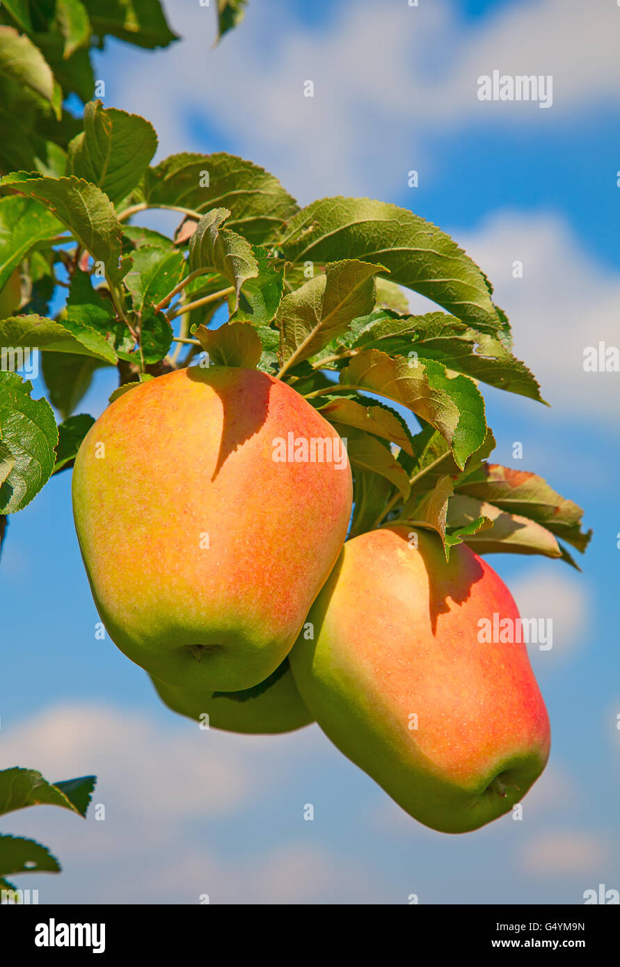 Apple garden full of riped red apples Stock Photo - Alamy