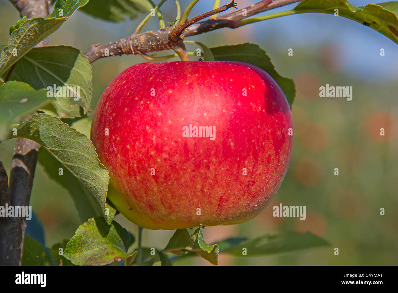 Apple garden full of riped red apples Stock Photo - Alamy