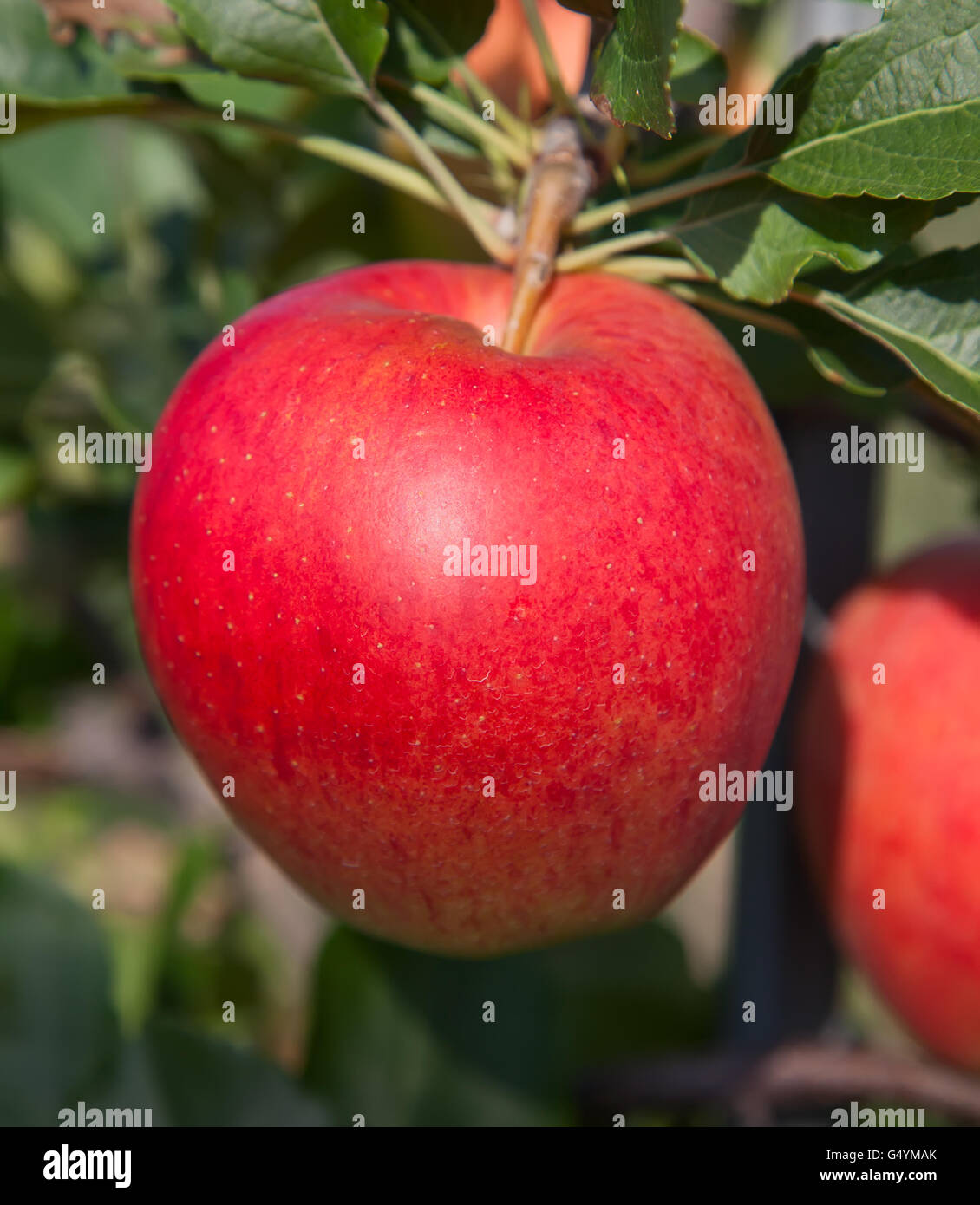 Apple garden full of riped red apples Stock Photo - Alamy