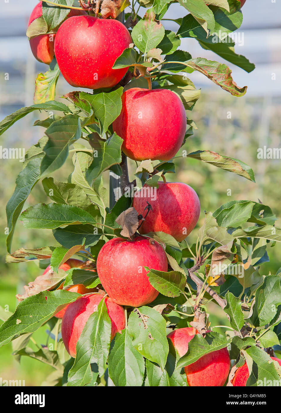 Apple garden full of riped red apples Stock Photo - Alamy
