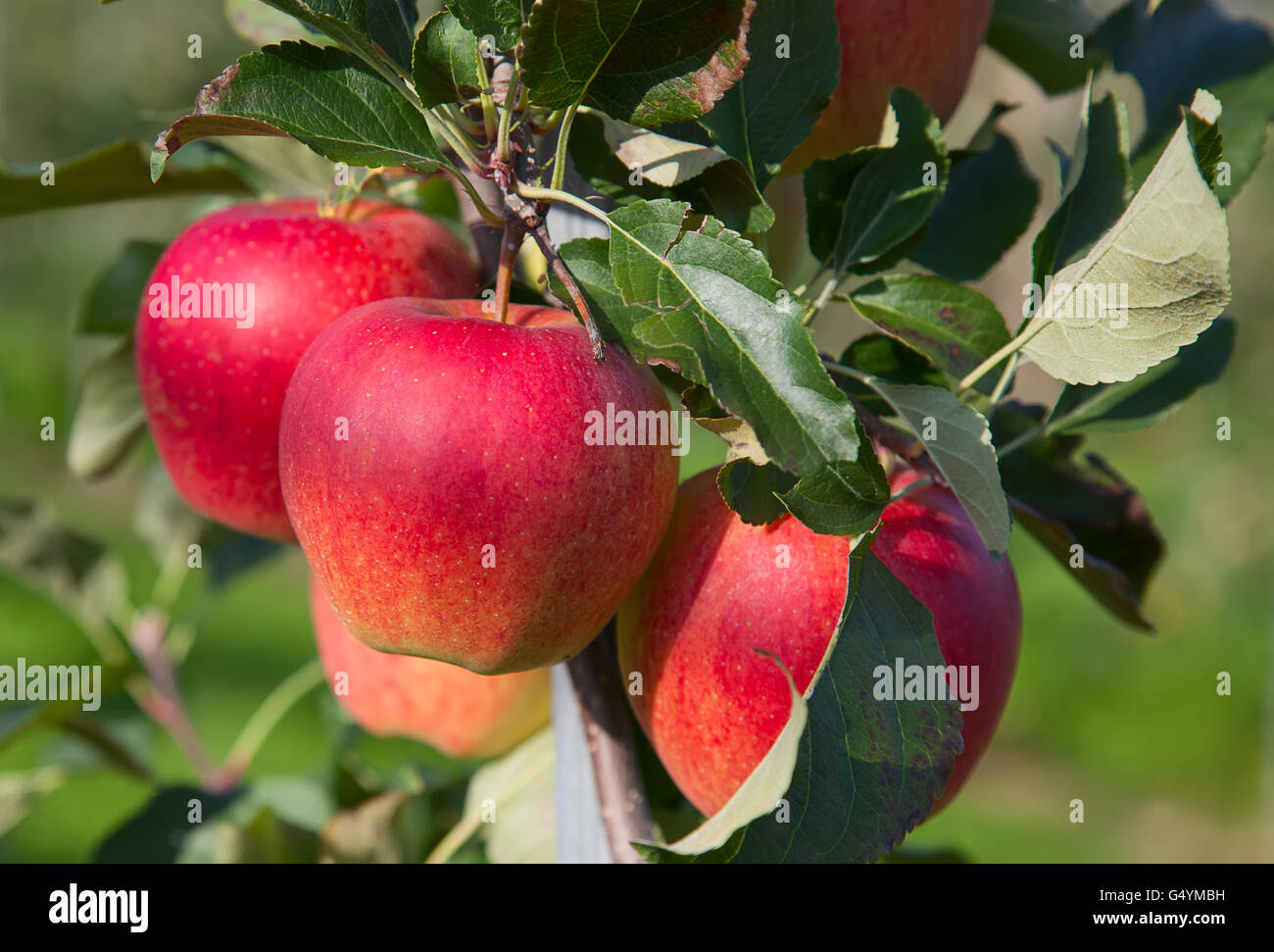 Apple garden full of riped red apples Stock Photo - Alamy