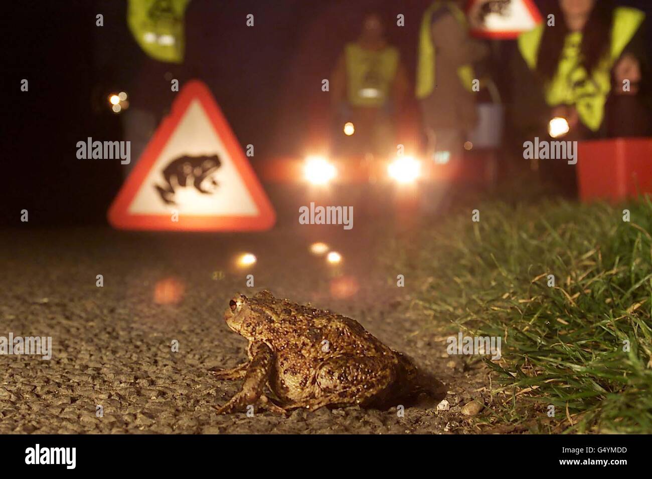 Animal protection road frog toad roadsafetycollection hi-res stock ...