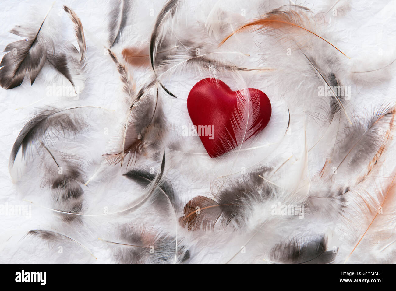 Red heart and natural feathers on tissue paper Stock Photo - Alamy