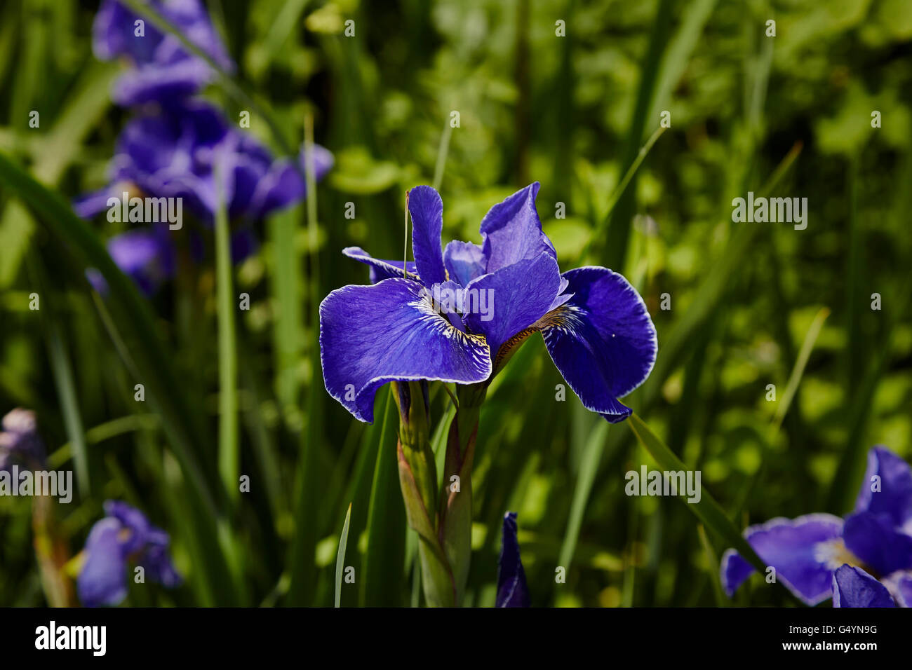 Close up of a Iris sibirica silver edge in a clump of other out of ...
