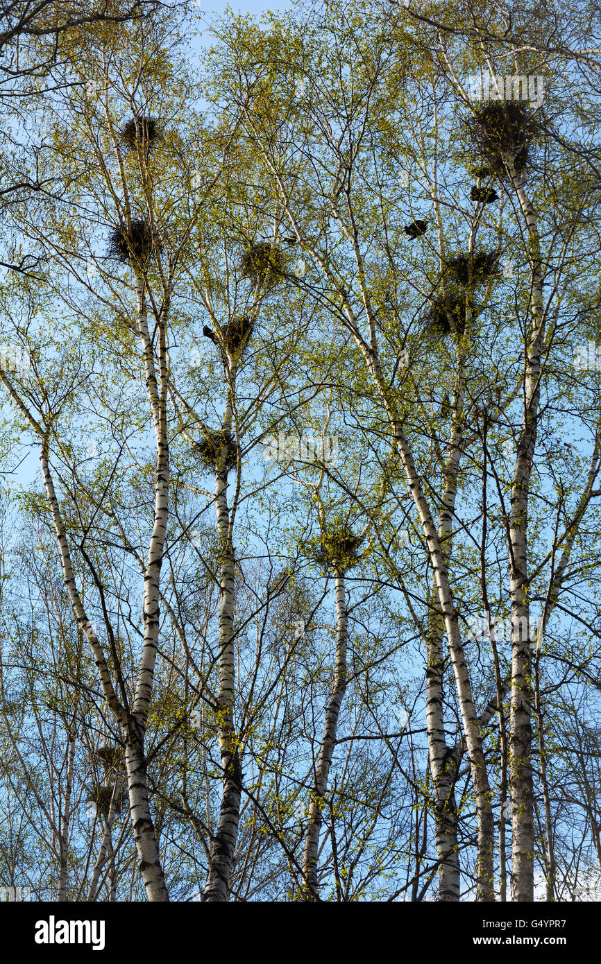 Rooks nest hi-res stock photography and images - Alamy