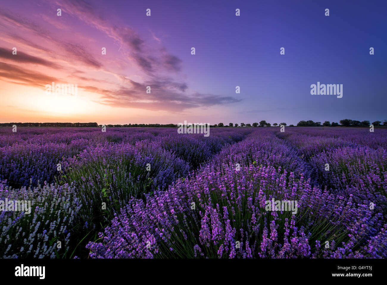 Beautiful field view hi-res stock photography and images - Alamy