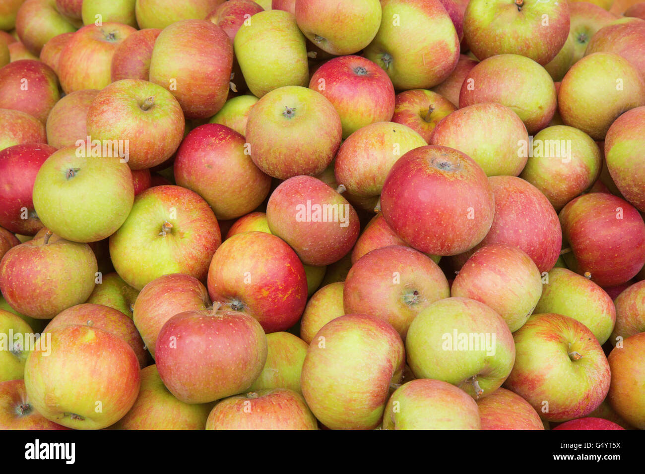 Apple garden full of riped red apples Stock Photo - Alamy