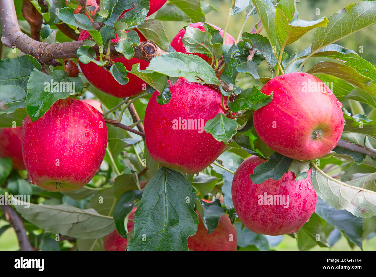 Apple garden full of riped red apples Stock Photo - Alamy
