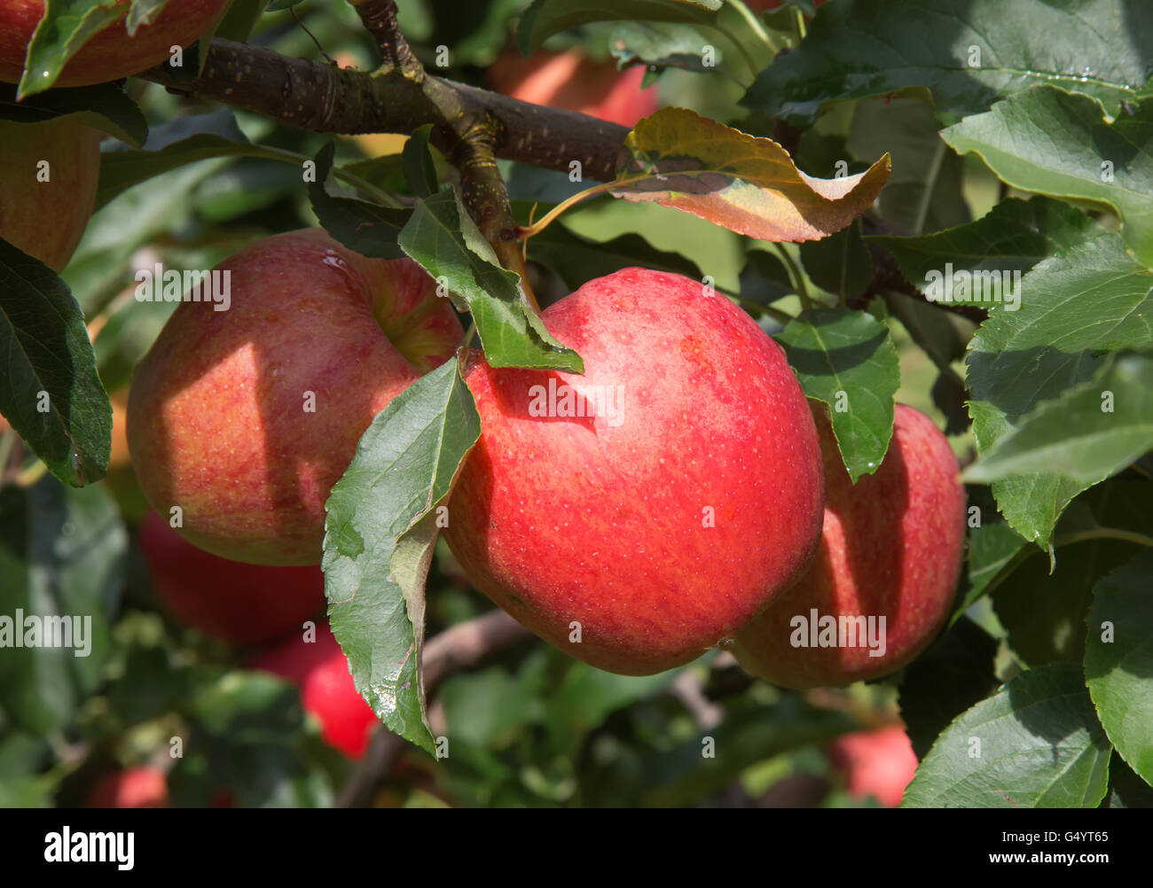 Apple garden full of riped red apples Stock Photo - Alamy