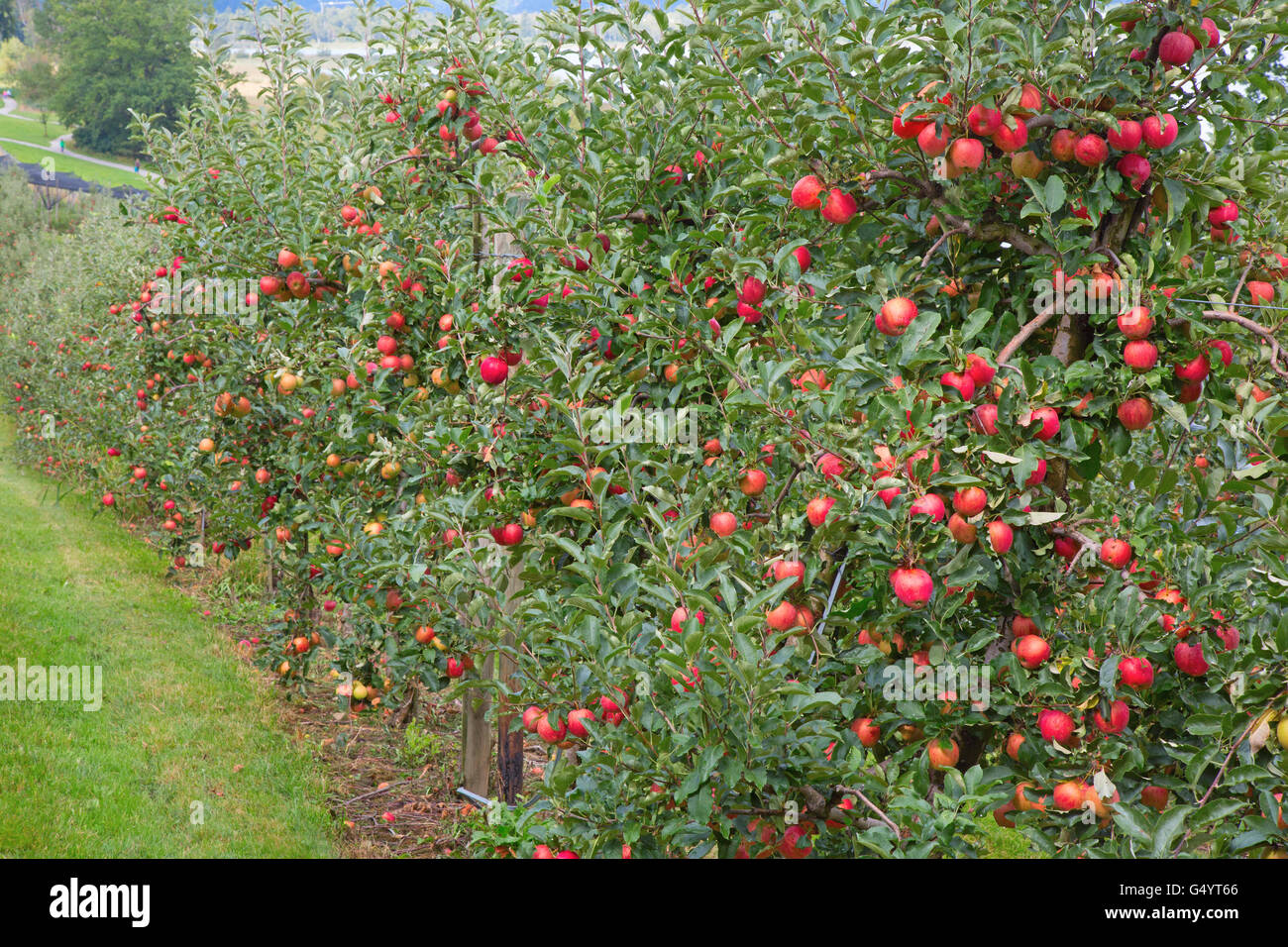 Apple garden full of riped red apples Stock Photo - Alamy