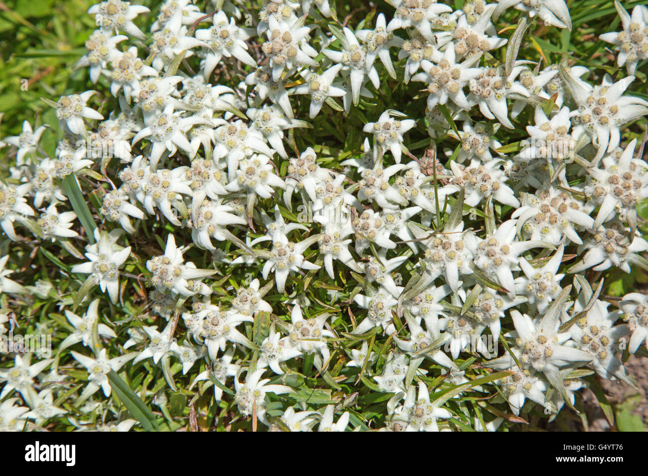 Famous flower Edelweiss (Leontopodium alpinum), symbol of alps Stock ...